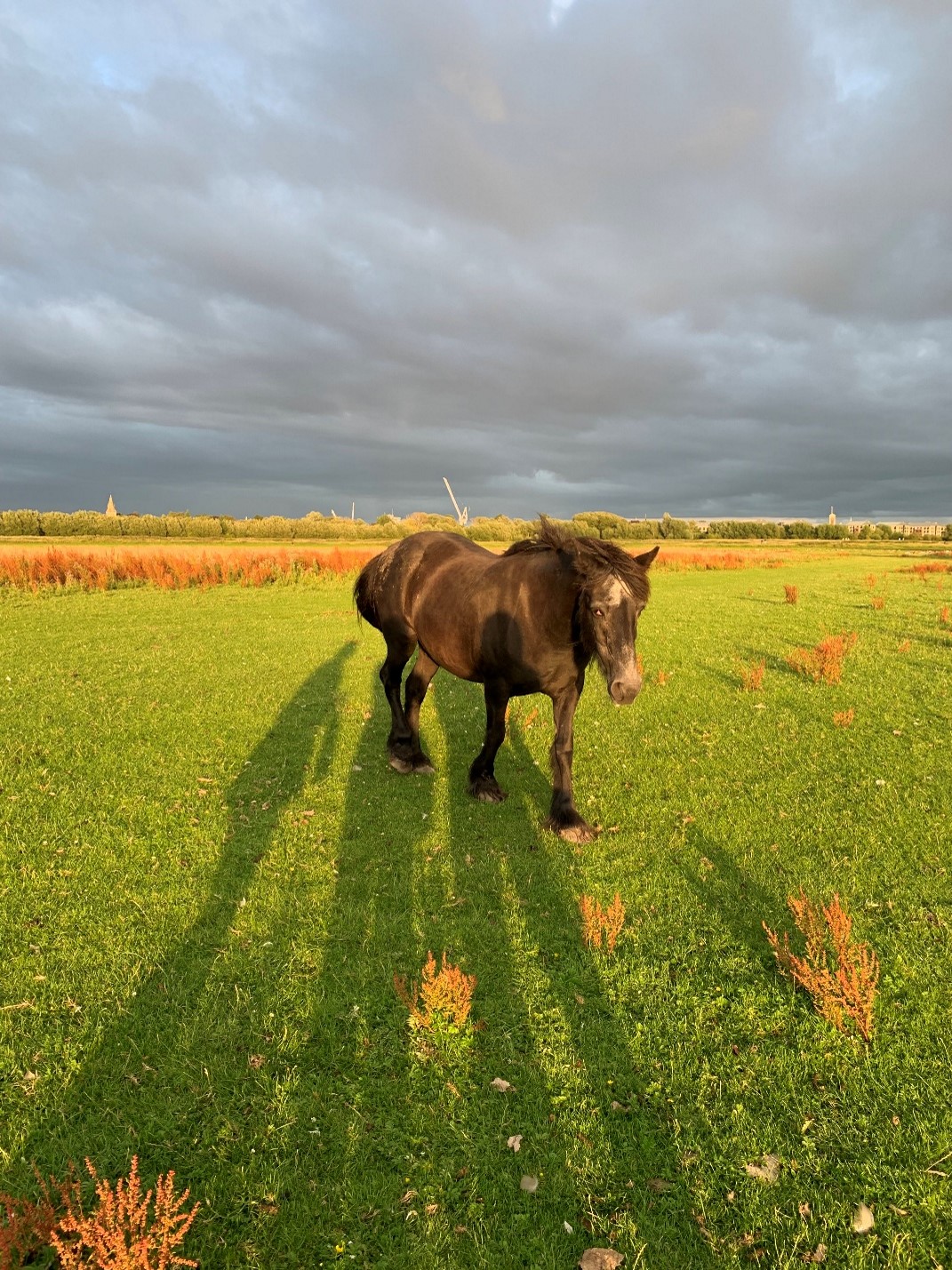 Rams In Oxford: Experiential Blog Posts - English | Colorado State ...